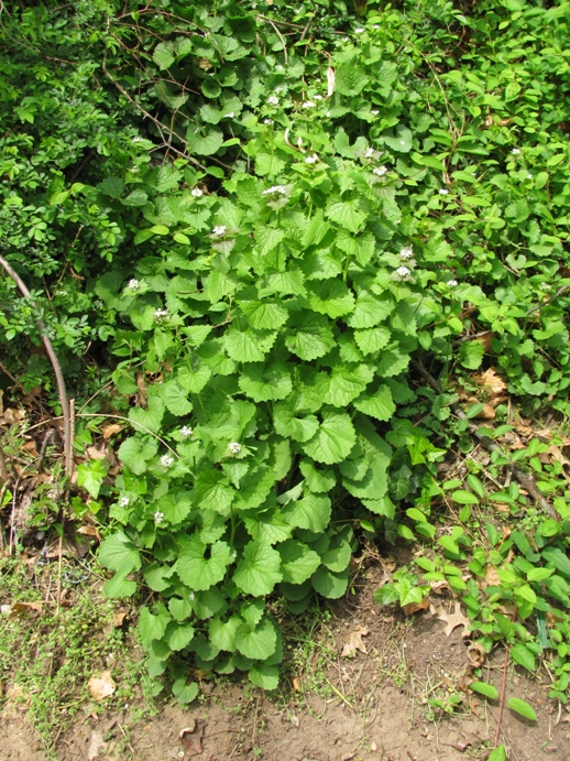 Defeating garlic mustard | Invasive Plant Guide